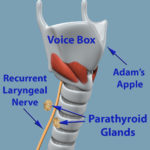 Voice-box-parathyroid-glands - Hyperparathyroidism Surgery - Dr. Babak ...