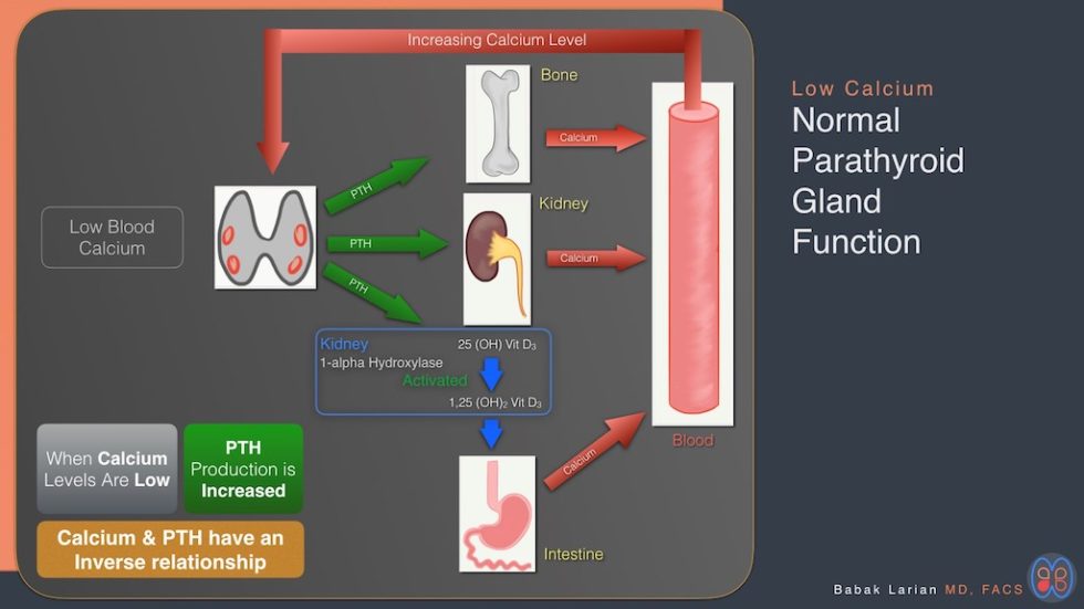 Hyperparathyroidism Diagnosis for Parathyroid Disease | Dr. Larian